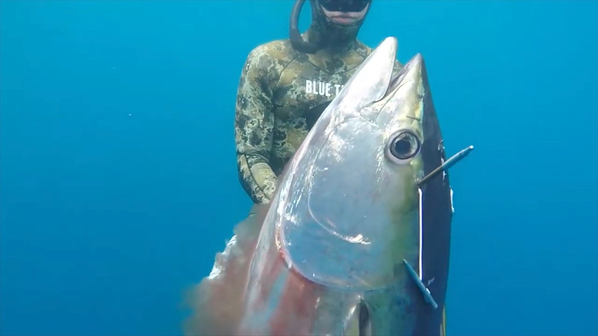 BLUE WATER SPEARFISHING COLLECTION – Blue Tuna Spearfishing Co